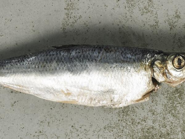 Vis met een verhaal | Nederlands Visbureau